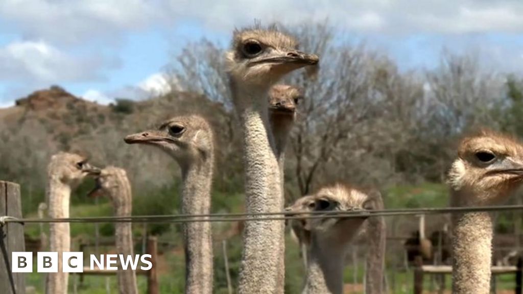 Ostrich farmers back on their feet in South Africa - BBC News
