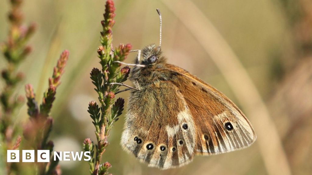 Rare butterflies thriving after reintroduction bid - BBC News