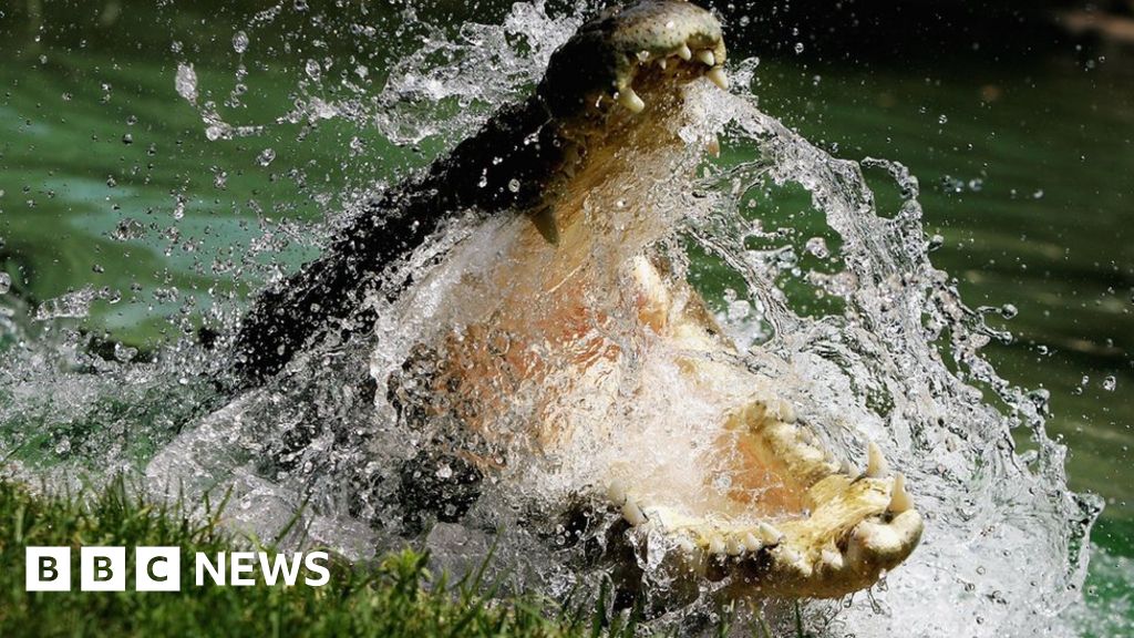 Crocodile that ate Australia woman's arm destroyed - BBC News