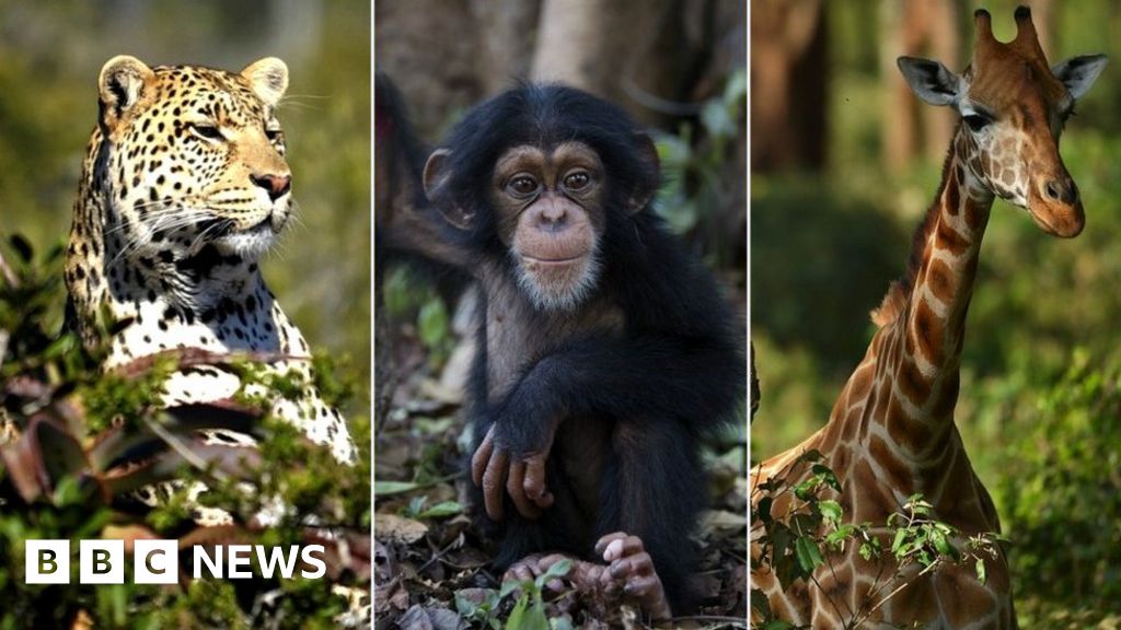Chimpanzees among 33 species selected for special protection