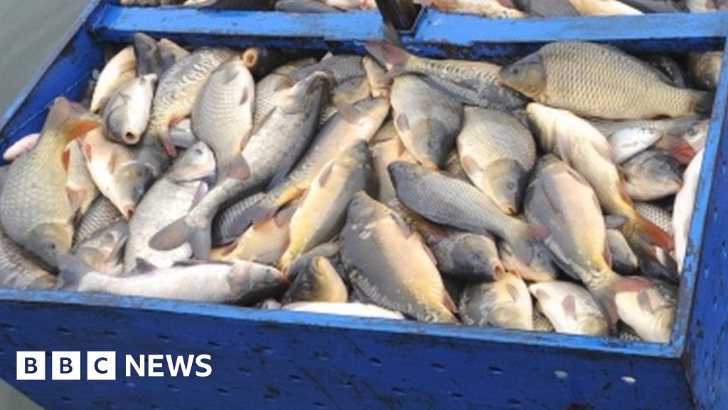 Thousands of fish released into North East rivers - BBC News