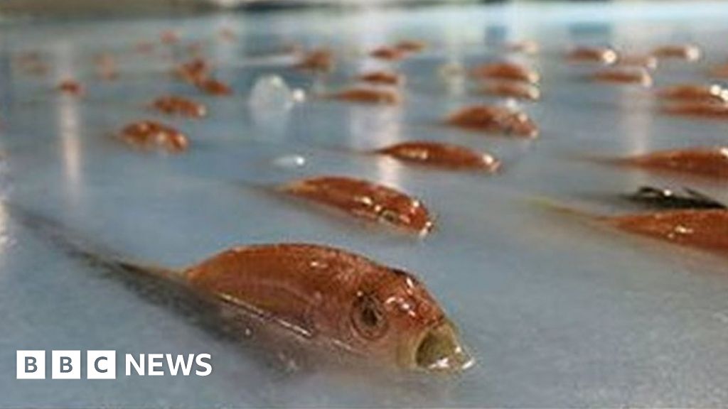 Japan skating rink shuts over frozen fish controversy - BBC News