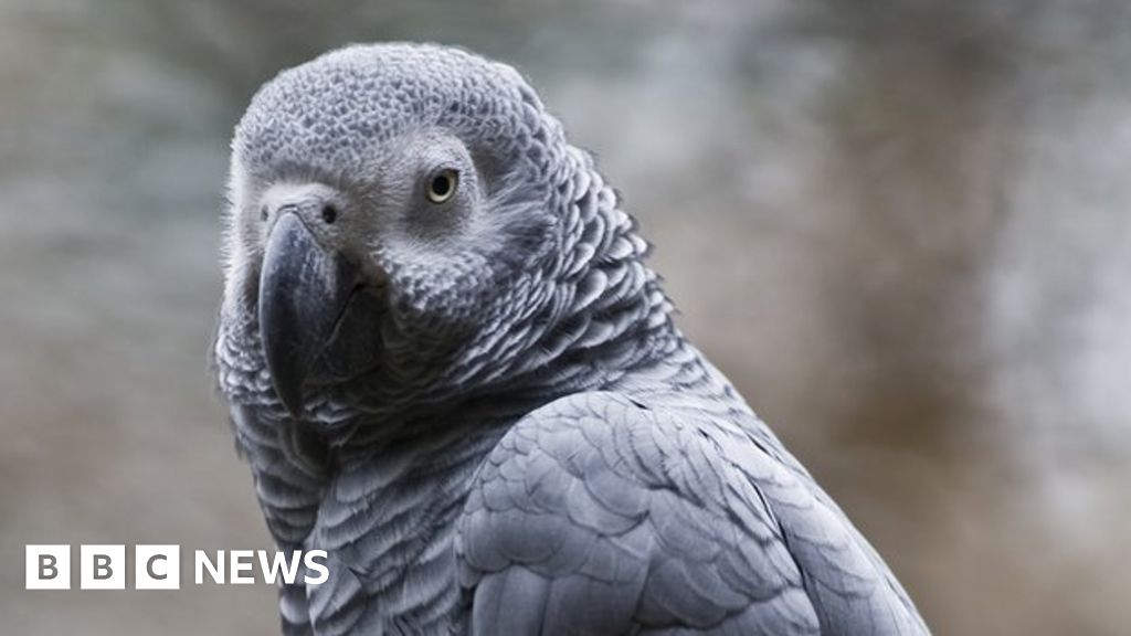 Parrot squawk 'evidence' in murder trial - BBC News