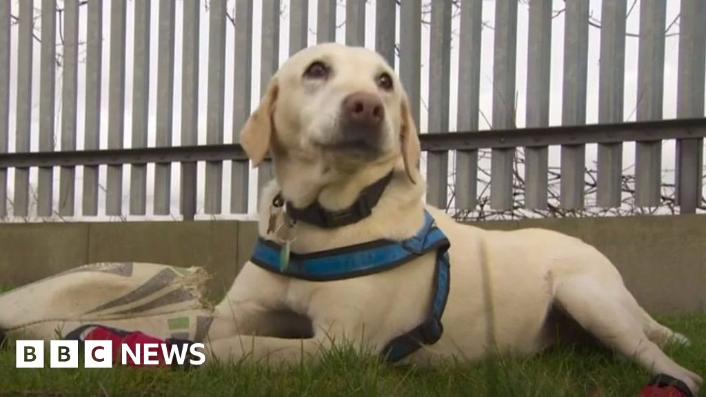 Cracker the Manchester fire dog retires after 10 years - BBC News