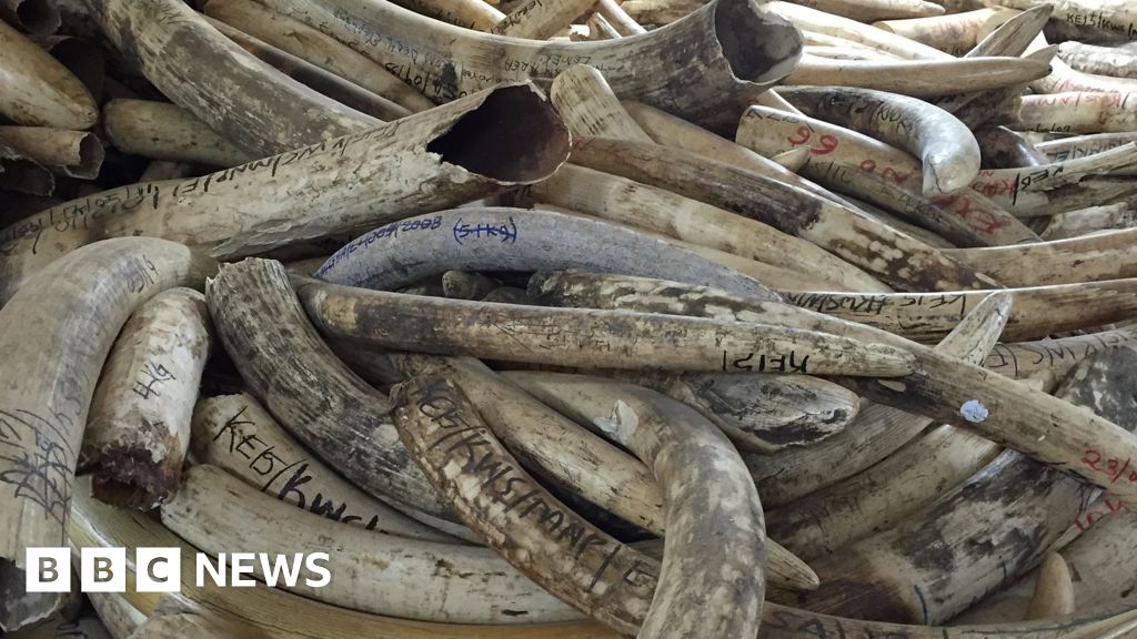 Ivory haul in Kenya - BBC News