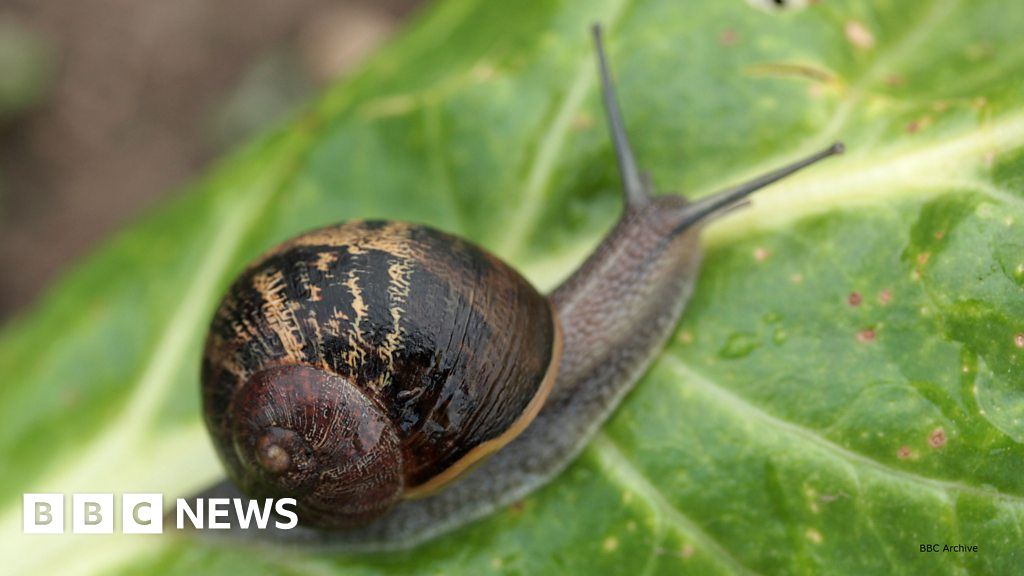 Is it love for Jeremy the lefty snail? - BBC News