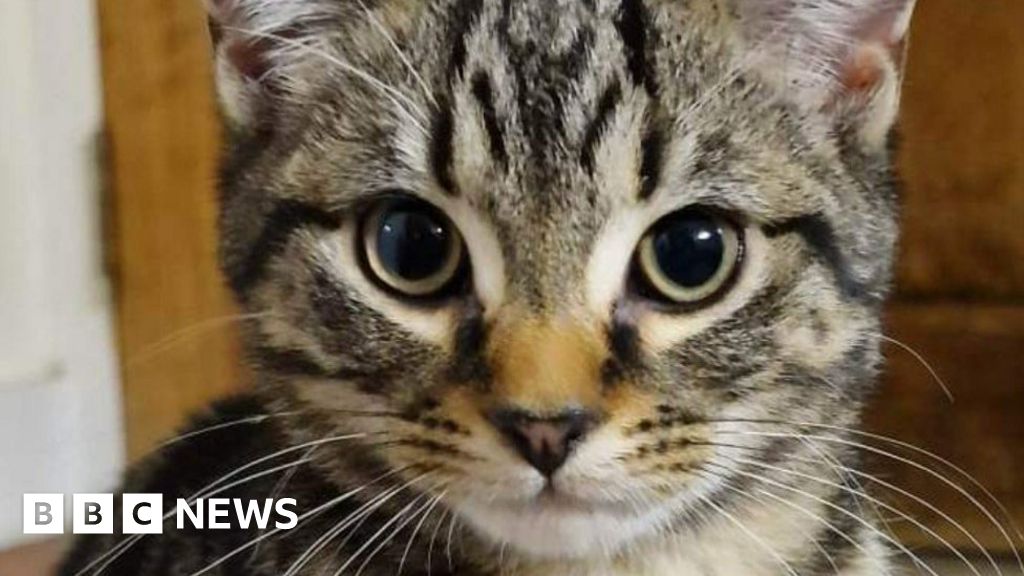 Redditch pet owners on alert after cat dies in poisoning