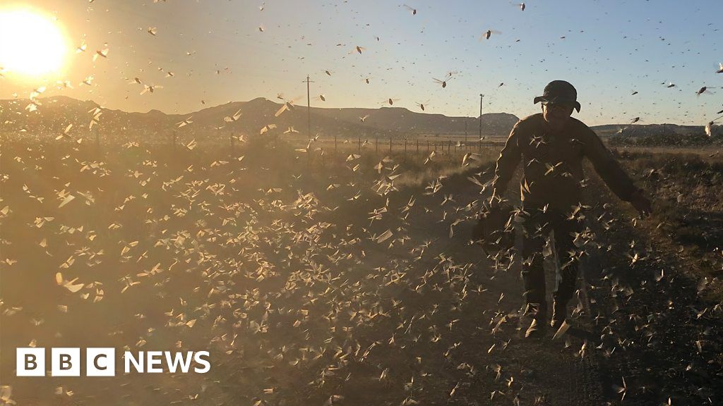 South Africa: Farmers battle locusts to save the country’s food crops ...