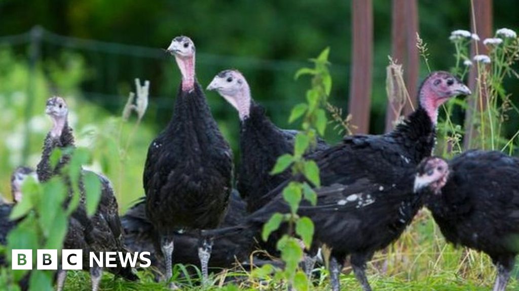 Covid in Scotland: Christmas curbs fears hit Scotland's turkey farms