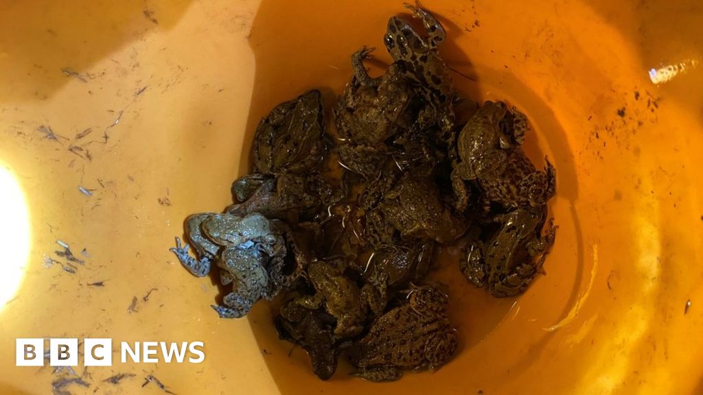 Dozens of toads saved from Cumbria road death threat