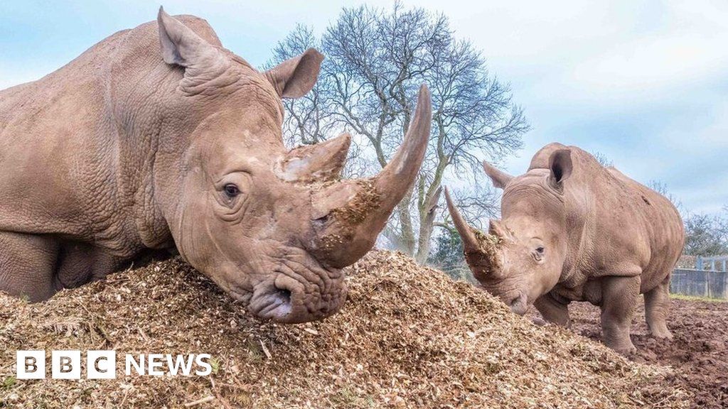 Noah's Ark Zoo Farm animals enjoy recycled Christmas trees - BBC News