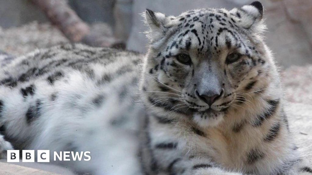 Snow leopards to thank for Northumberland Zoo's best year