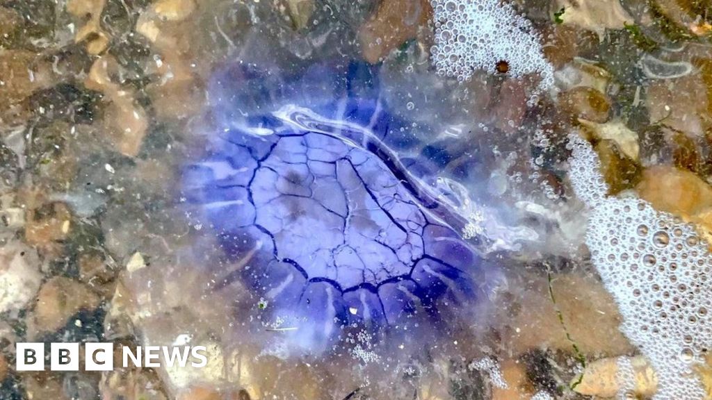 Jellyfish: Hundreds wash up on Essex beaches