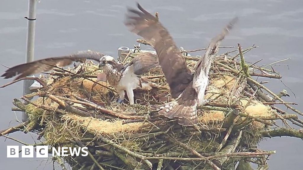 Ospreys to get new nest after chainsaw attack in Llyn Brenig - BBC News