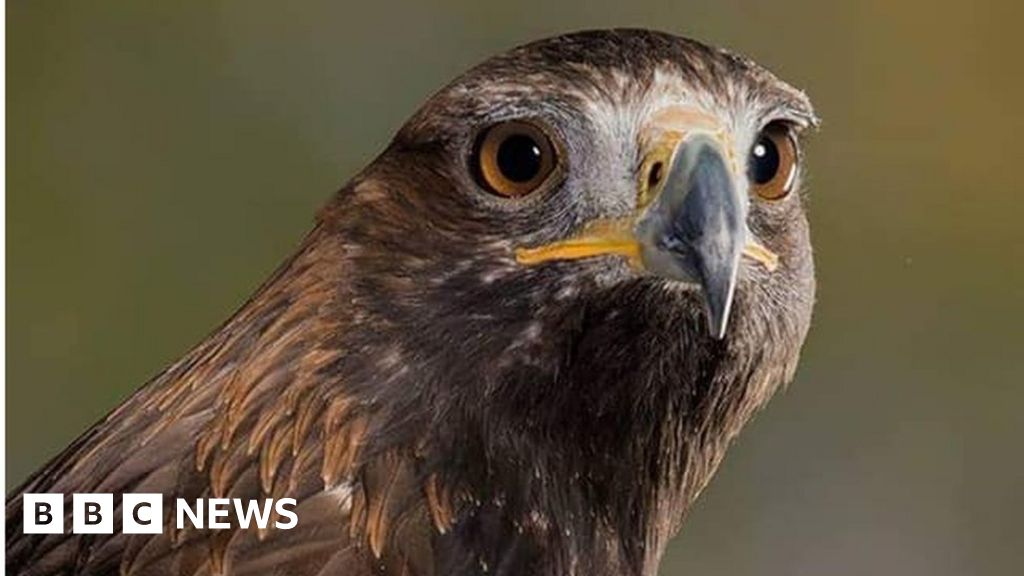 Missing Ringwood golden eagle blown away by strong winds - BBC News
