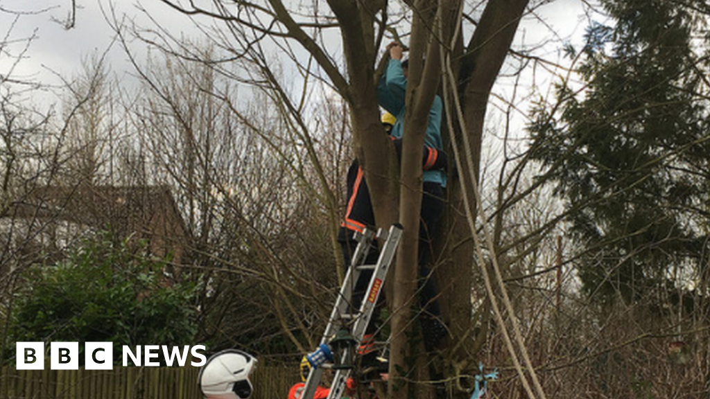 Peterborough woman stuck up tree in botched cat rescue