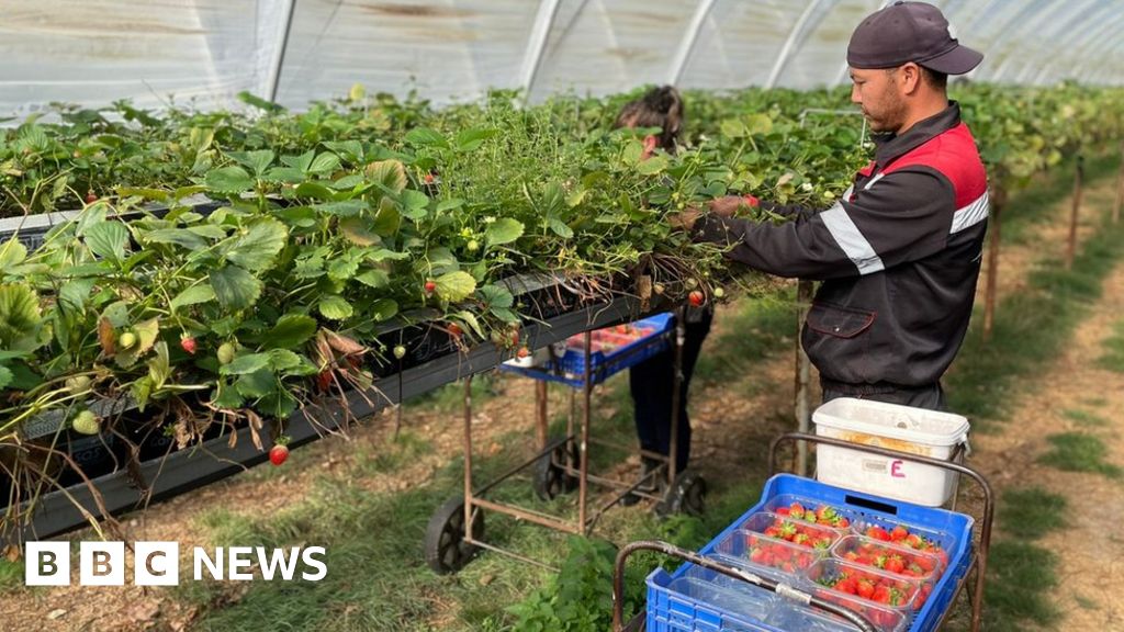 Charity urges help for farmers to donate surplus crops - BBC News