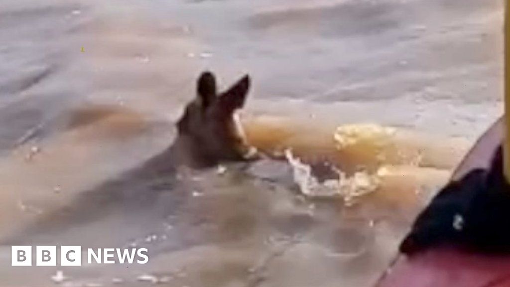 Australia floods: Kangaroo rescued from deep water - BBC News