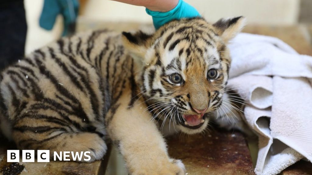 Amur tiger cubs get first health check at Highland Wildlife Park - BBC News