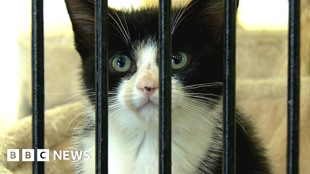 USPCA says rise in kittens being abandoned across NI - BBC News