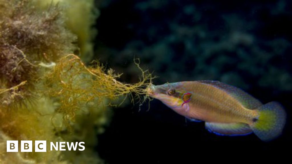 Increasing ocean acidity could impact fish spawning - BBC News