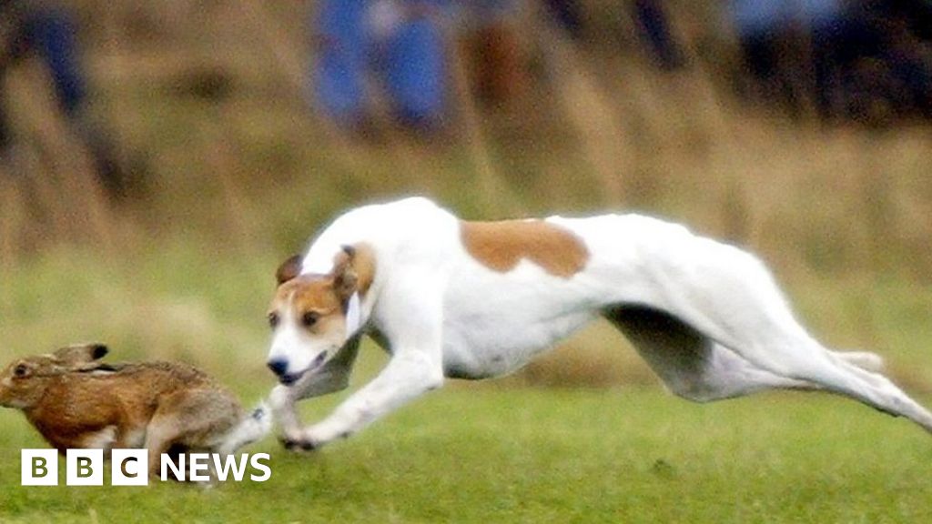 How hare coursing is used for betting in China