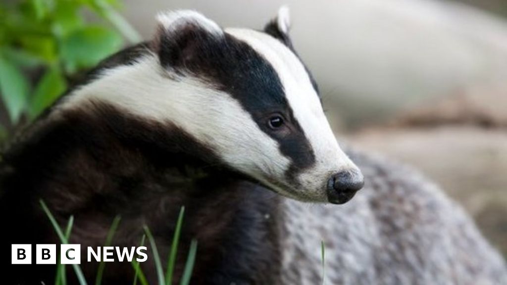 Badger cull to begin in NI to combat bovine TB - BBC News