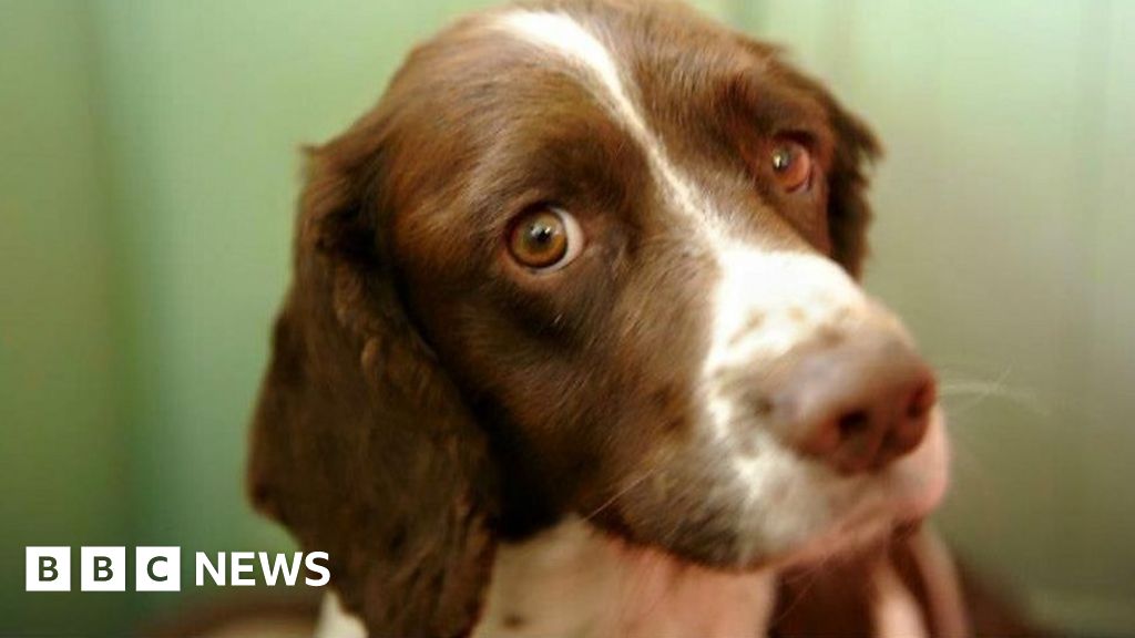 The strangers searching for a dog they've never met - BBC News