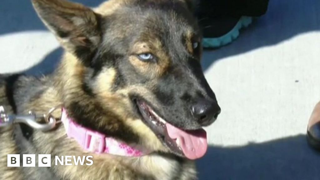 Dog found alive five weeks after lost at sea - interview with owner ...