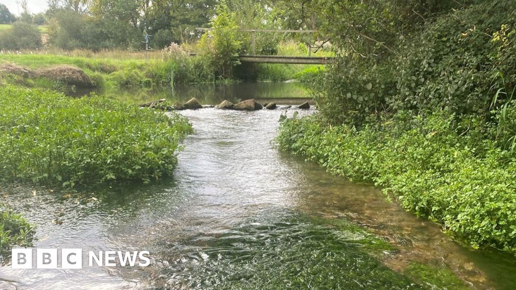 Riverfly monitoring first for Berkshire's Englefield Estate - BBC News
