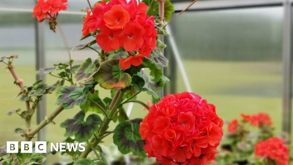 Flower named after charity worker with Covid-19