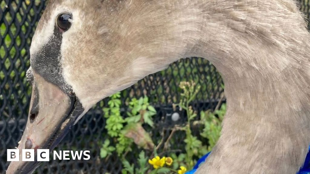 Surrey wildlife volunteers want catapult ban after five birds killed ...