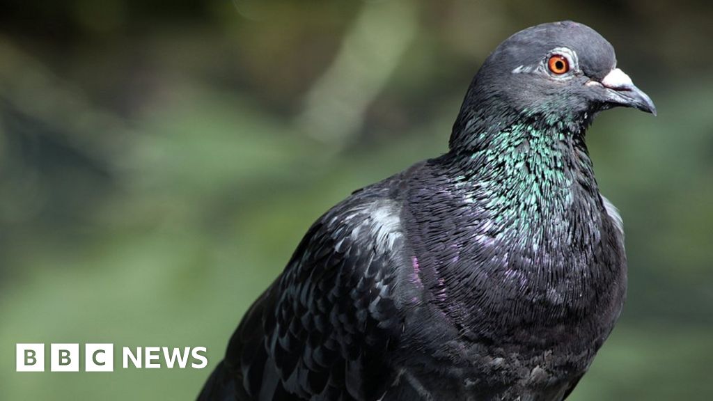Hemingbrough: Boys who shot pigeon to build bird box to say sorry - BBC ...