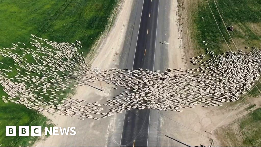 Drone captures flock of sheep crossing US highway - BBC News
