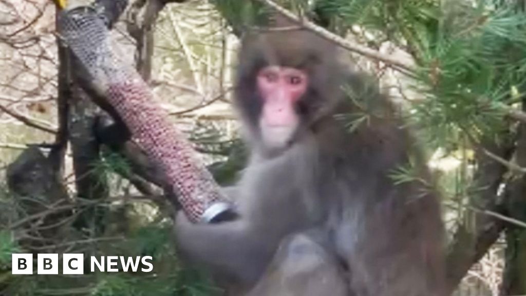 On the trail of the escapee monkey in the Scottish Highlands