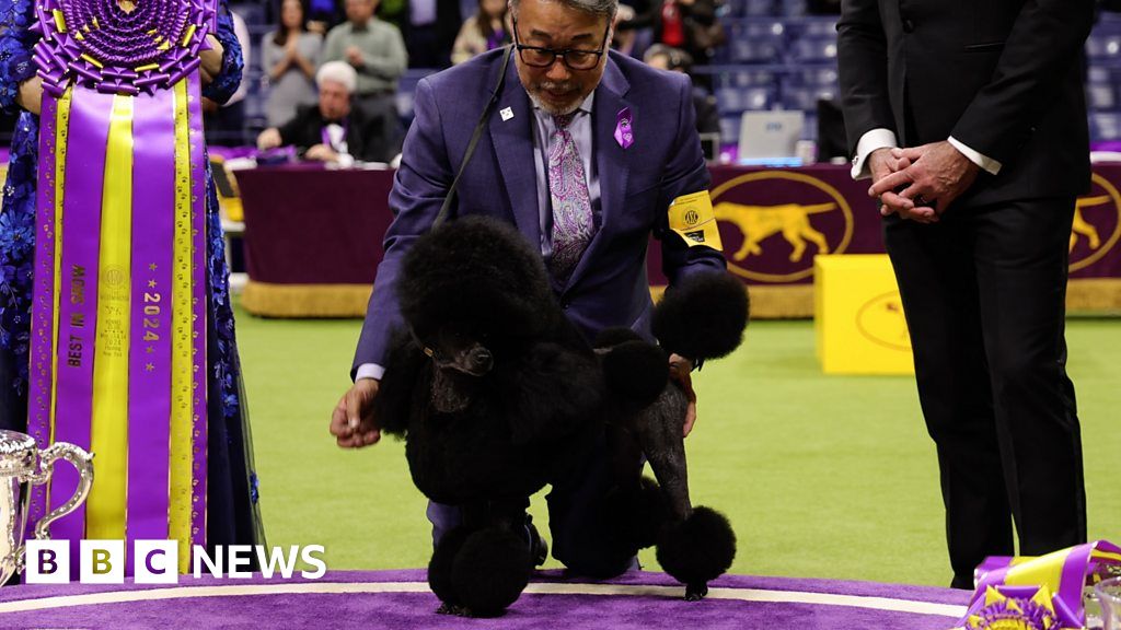 The moment Sage the miniature poodle wins Westminster dog show