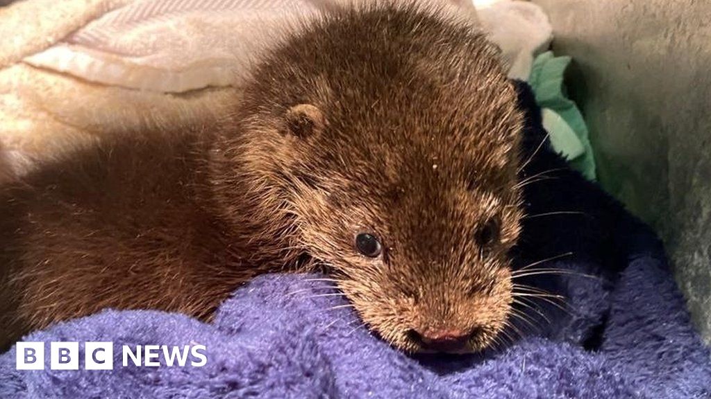 Durham orphaned otter cub recovers after being found in bin