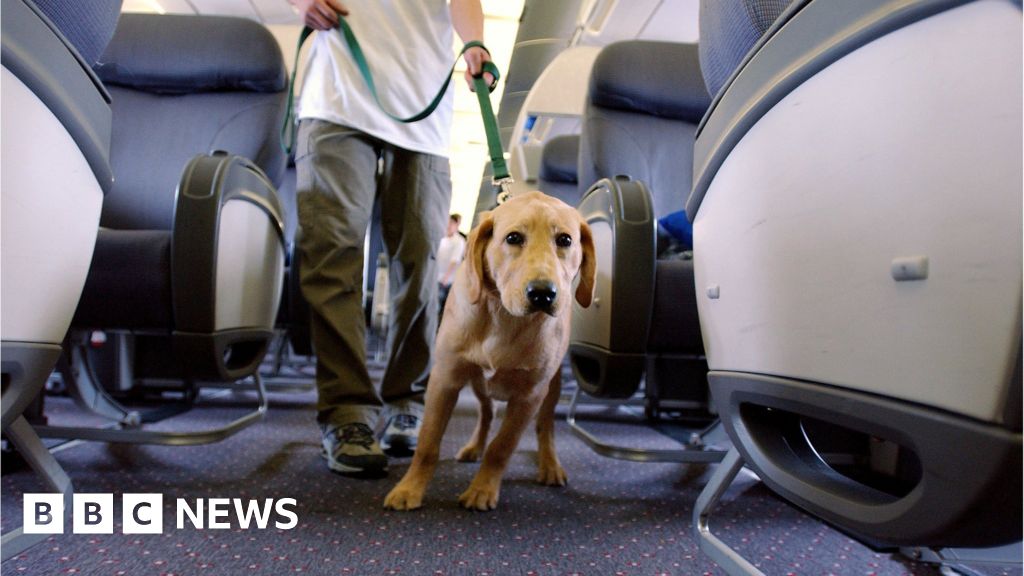 'Emotional support' animals on planes under threat - BBC News