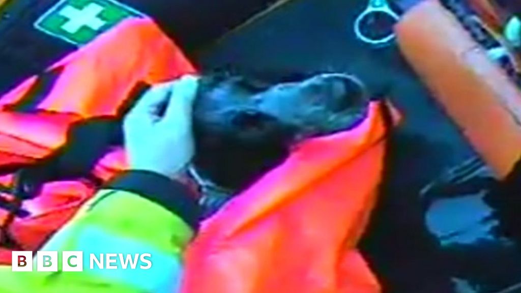 Dog survives after chasing stone off 150ft cliff