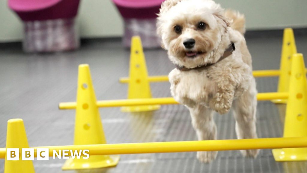 Soft play for pooches helps boost 'pawconomy' - BBC News