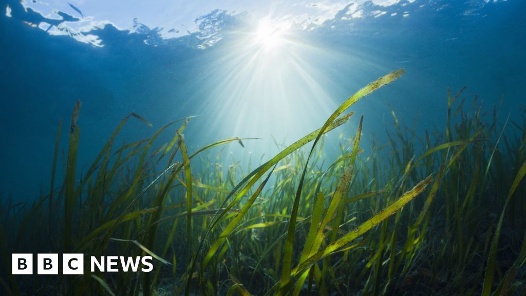 Climate change: Carbon-absorbing underwater meadows planted