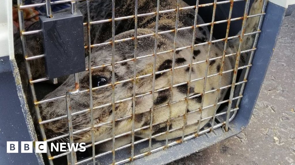 Police officer helps Cromer beach seal which had been in fight