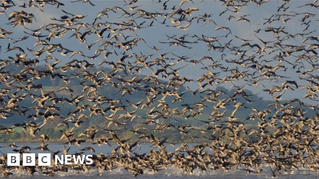 Thousands of birds flee after firework scare - BBC News