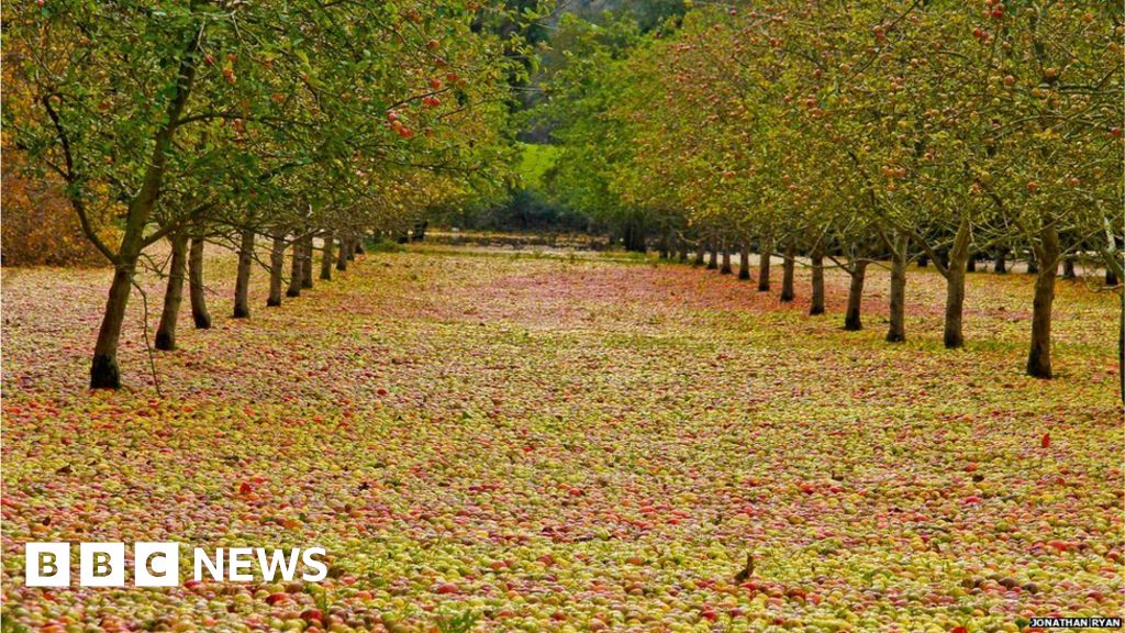 Storm Ophelia helps harvest cider crop