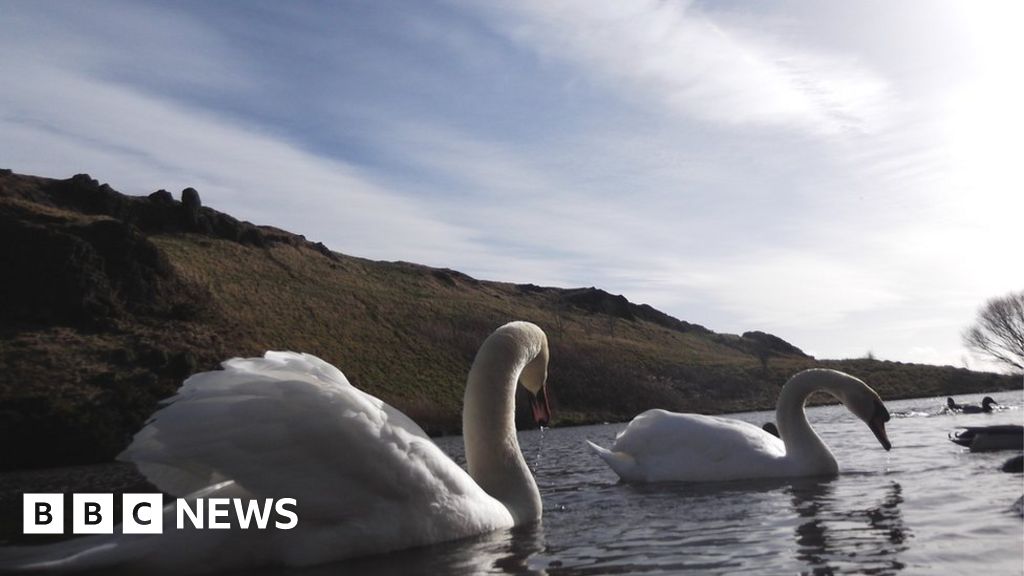 Sally the swan 'eaten by fox' in Queen's park - BBC News