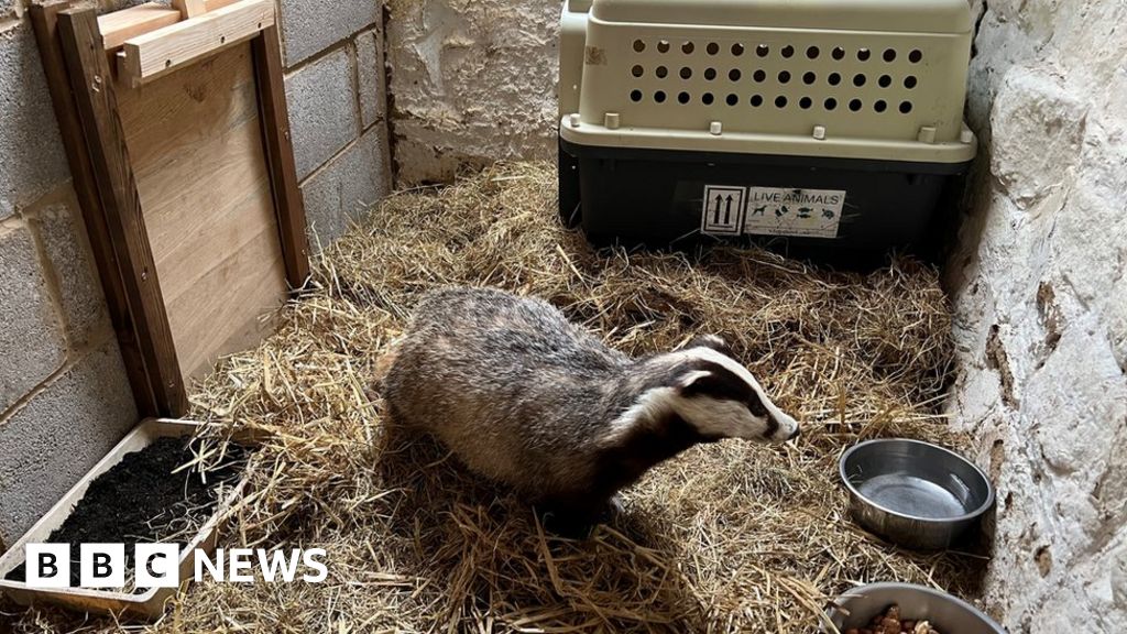 Badger helpers open rehabilitation unit in secret Derbyshire location ...