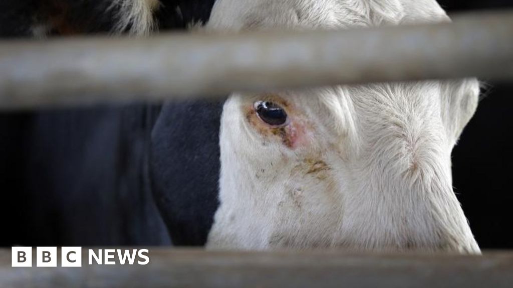 Cattle theft figures in Fermanagh and Tyrone 'shocking' - BBC News