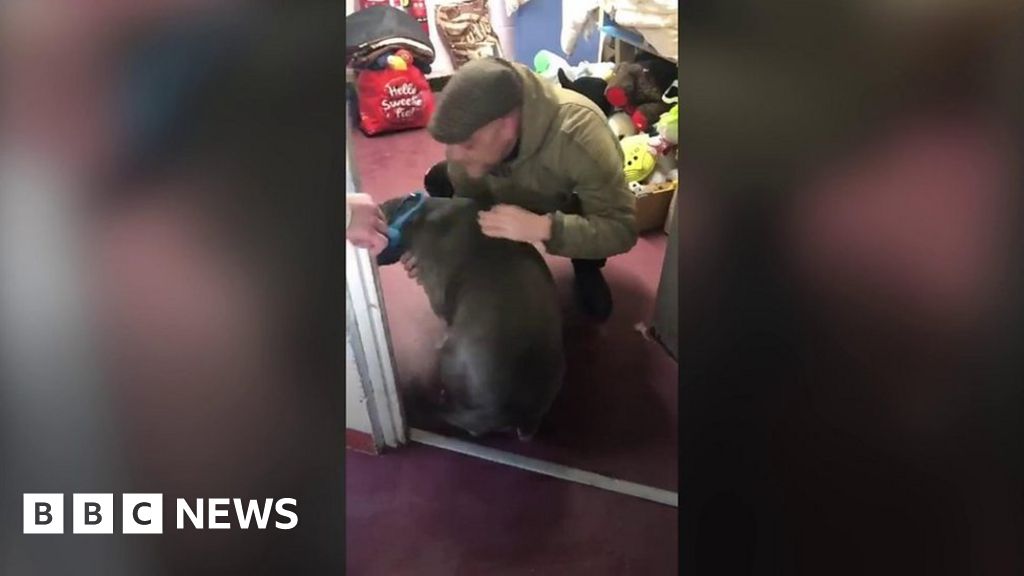 Stolen Kent dog returned home thanks to microchip