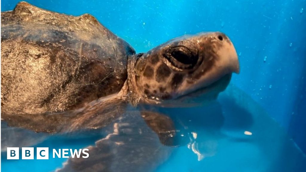 Tally the turtle on road to recovery - Anglesey Sea Zoo - BBC News