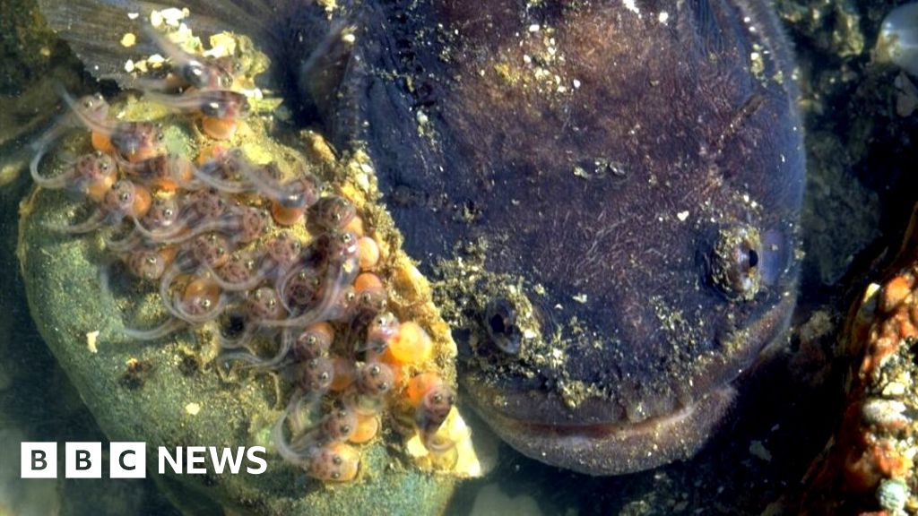 Scientists solve singing fish mystery - BBC News